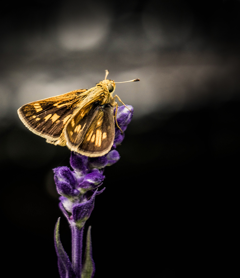 butterfly-reference-photo-from-unsplash-1 | Lachri Fine Art