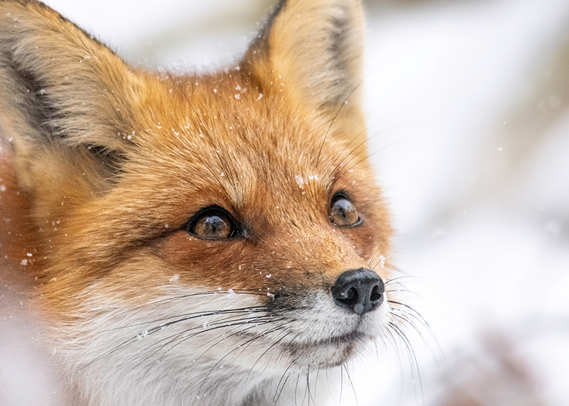 fox reference photo | Lachri Fine Art