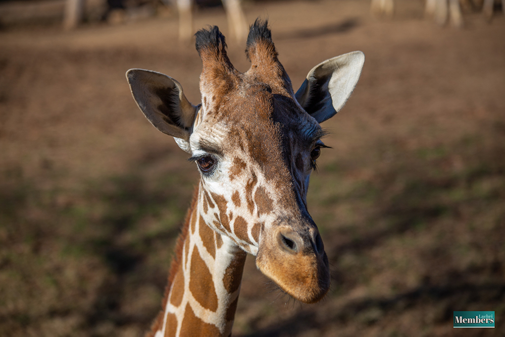 giraffe reference photo livestream lachri | Lachri Fine Art