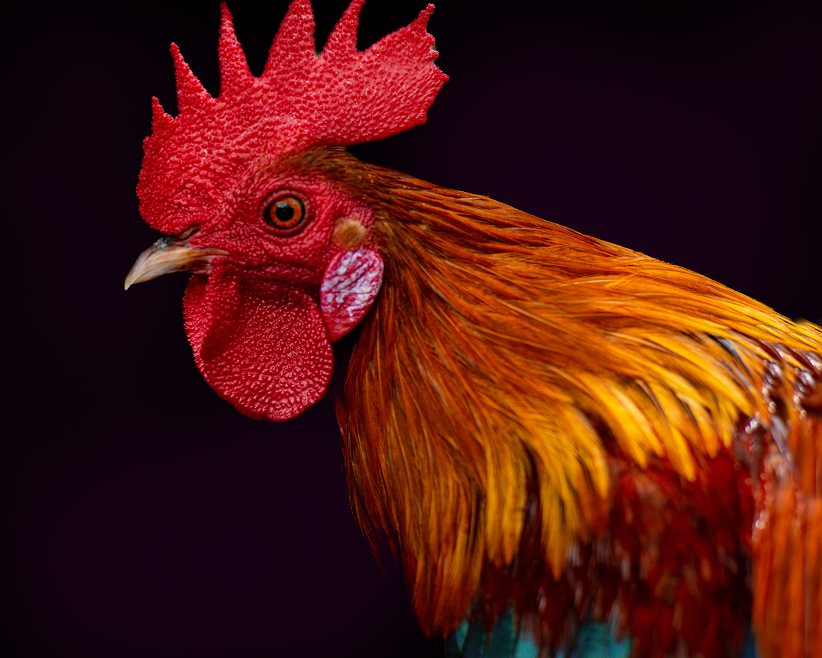rooster-reference-photo | Lachri Fine Art