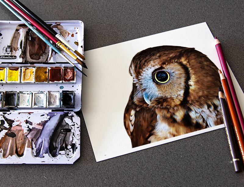sample owl | Lachri Fine Art